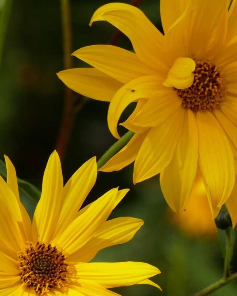 Indigenous Plant Information Page – Sunflower » Interfaith Food Bank ...
